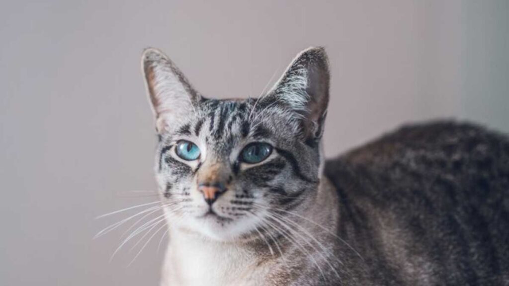 The Dual Nature of Cats: Beloved Pets and Ecological Threats - 193 ...